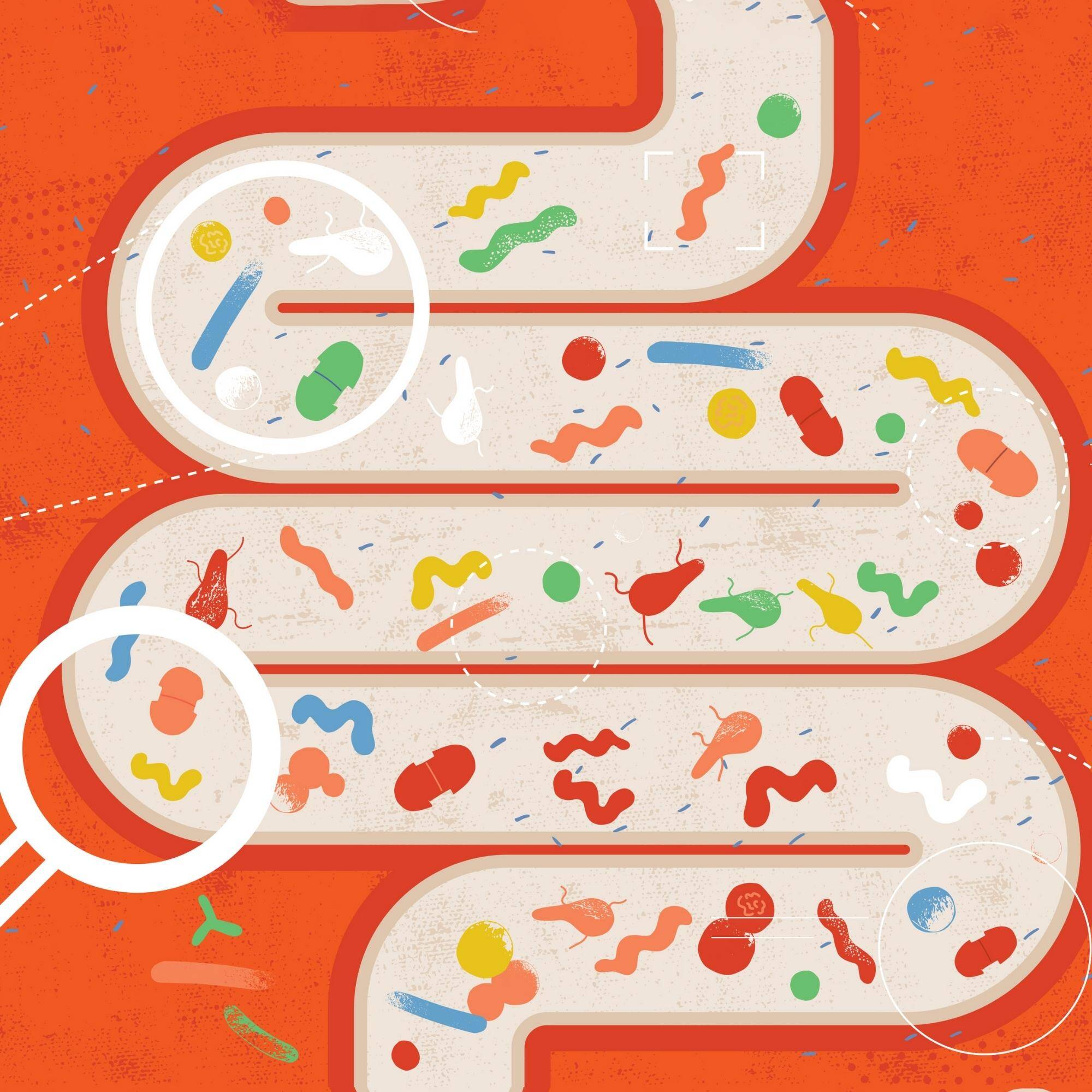 The Gut Microbiome – What Is It?